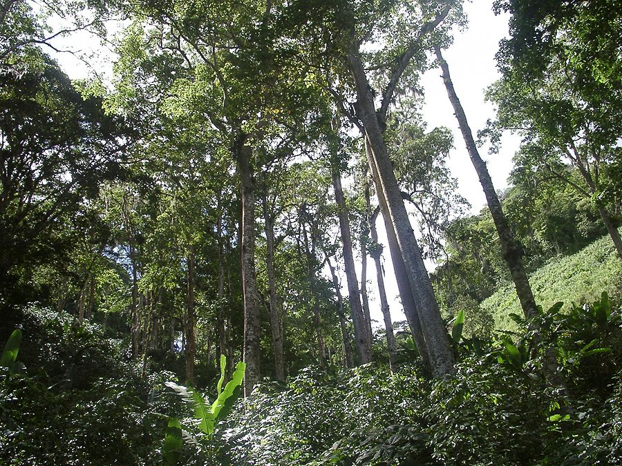 Día de Bosques Tropicales: Venezuela suma esfuerzos para revertir daños ...